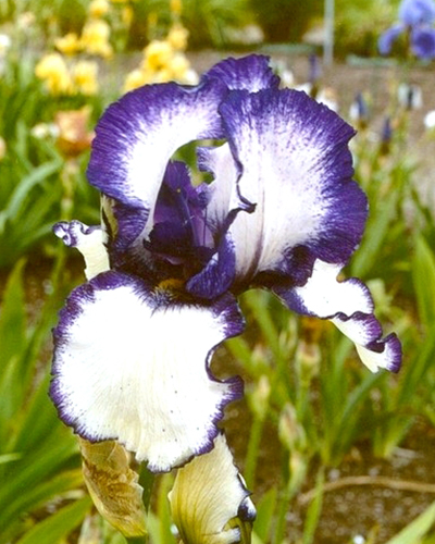 Korene trvaliek - výsadba na jar 2025: IRIS GERMANICA LOOP THE LOOP 25 ...
